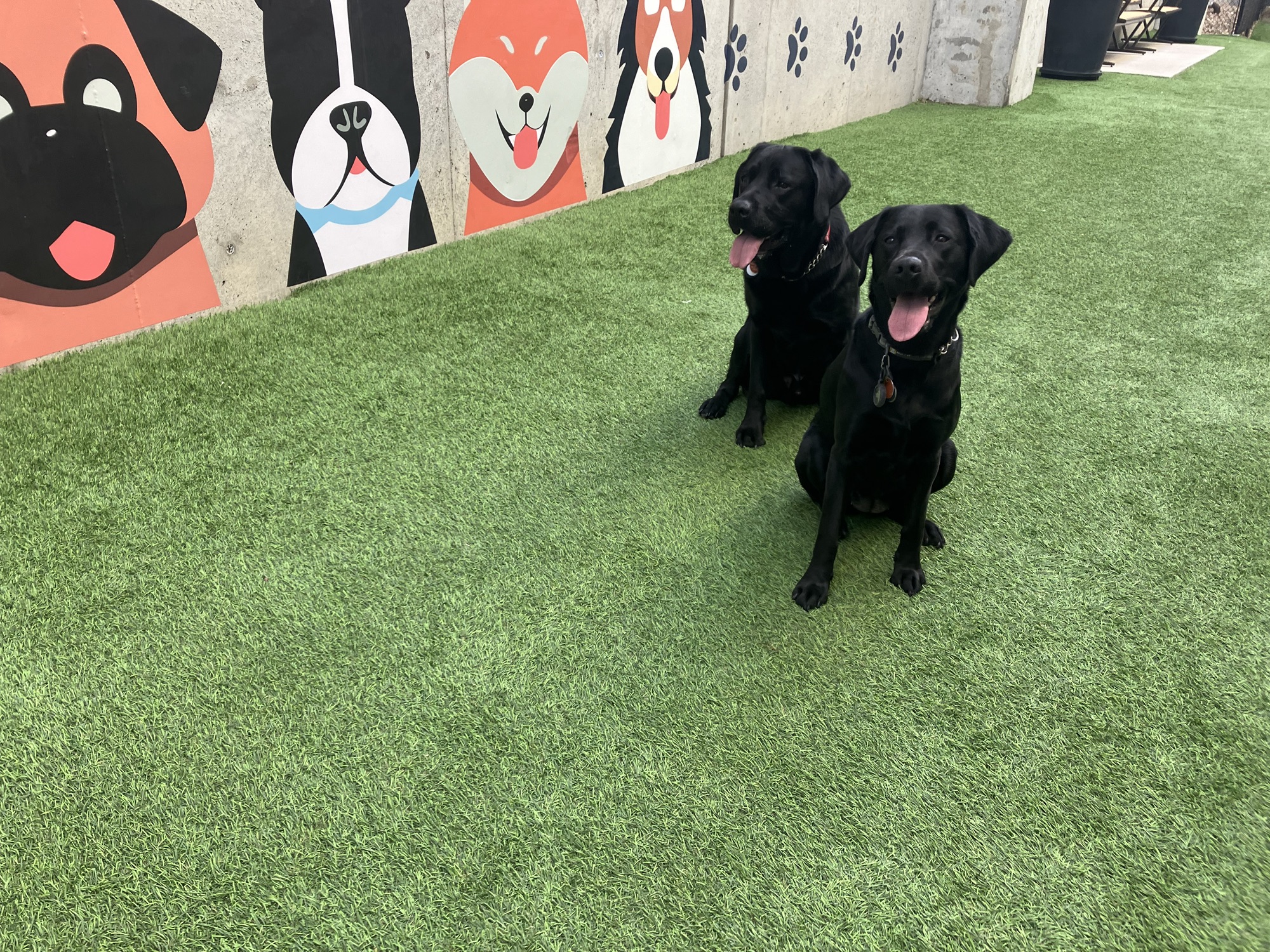 Guide Dog Supplemental: More Adventures of Mia and I and Treacherous ...